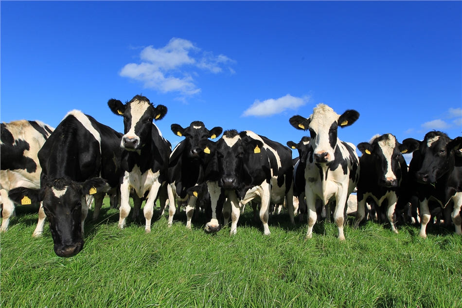 Bandon Vale Cheese Ltd | Irish Cheese Producer