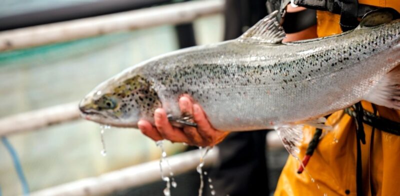 Irish Organic Salmon - Irish Food & Drink