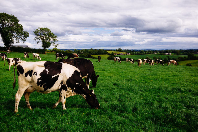 Record milk collections and exports for Irish Dairy in 2021 - Dubai ...