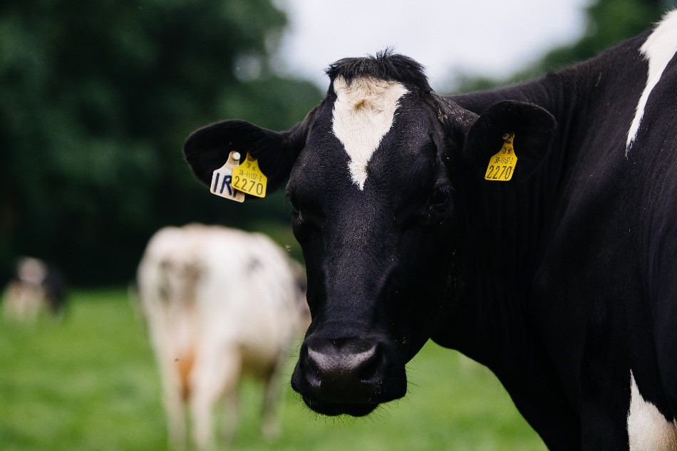 Record milk collections and exports for Irish Dairy in 2021 - Dubai ...